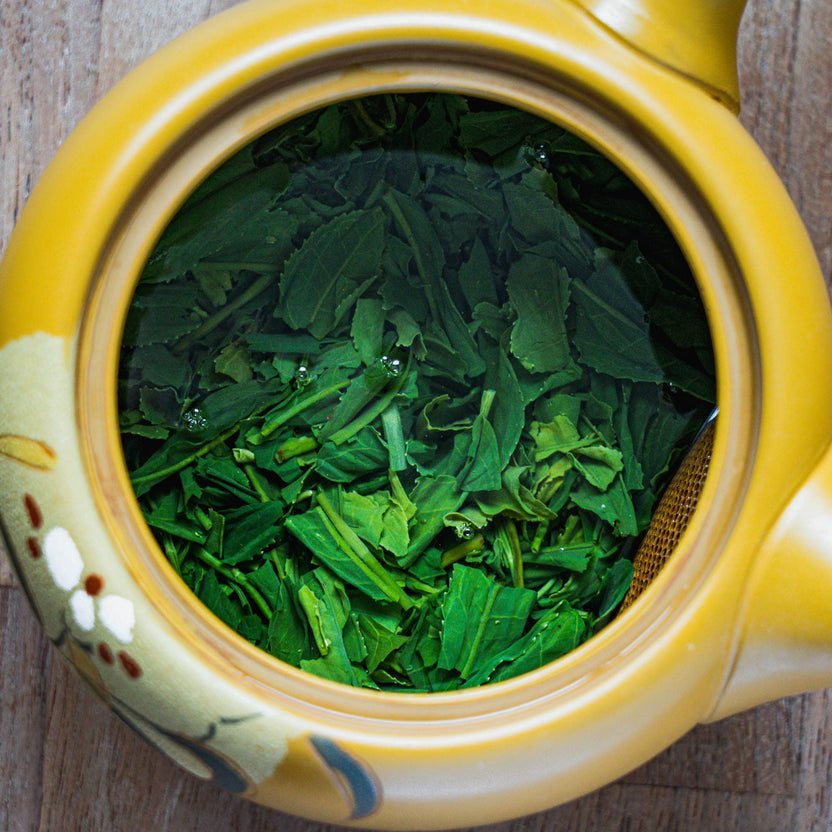 How Sencha is Made, Part 1: Cultivation and Harvest – Tezumi